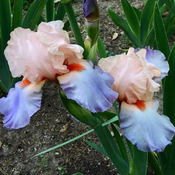 Bearded Iris Bulbs - Etsy