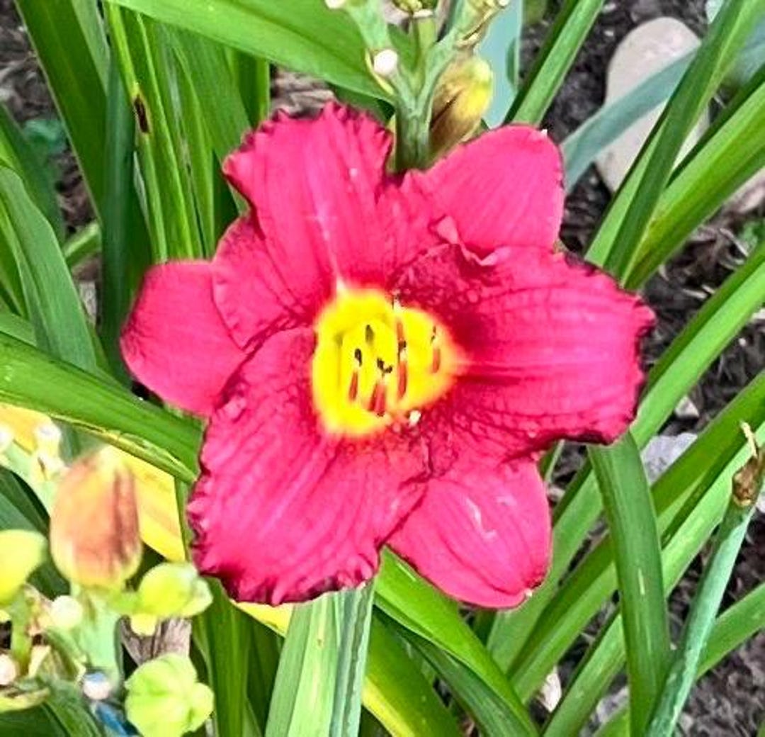 Raspberry Pink Daylily Live Plant Perennial Bare-root Fan Hemerocallis ...