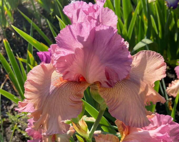 Tall Bearded Iris FINISHING SCHOOL Rhizome Perennial Bulb Plant - Etsy