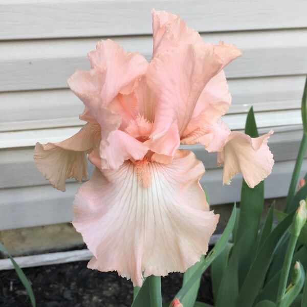 Peach Iris - Etsy