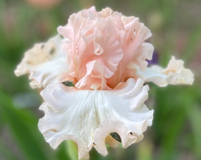 MAGICAL Tall Bearded Iris Rhizome Bubble Ruffled Perennial Bulb - Etsy