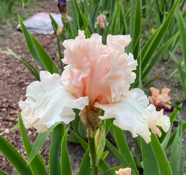 MAGICAL Tall Bearded Iris Rhizome Bubble Ruffled Perennial Bulb - Etsy