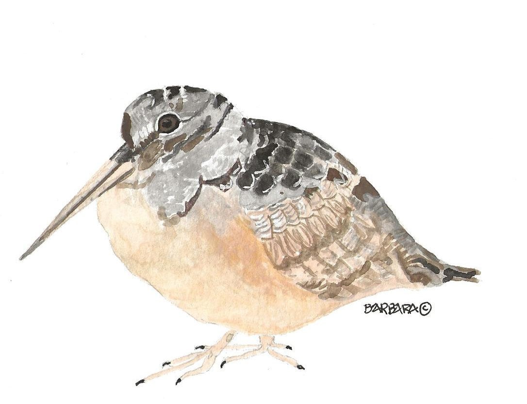 Woodcock, Gifts for Men, Upland Game, Timberdoodle, Game Bird ...