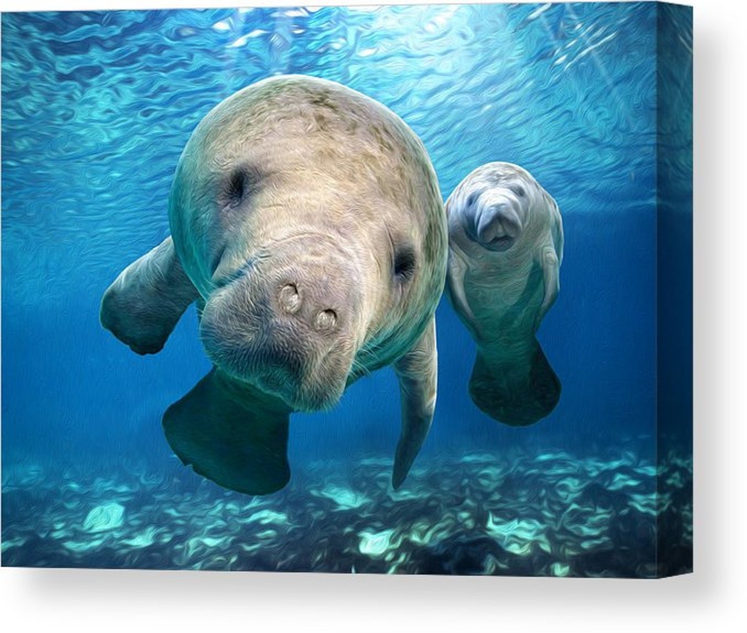 Hugh the Manatee Stretched Canvas Wall Art / Wildlife / Ocean / Sea ...