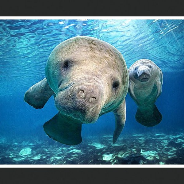 Manatee Art - Etsy