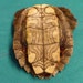 Baby Map Turtle Shells 2 3.5 inch Sizes Available TU9 | Etsy