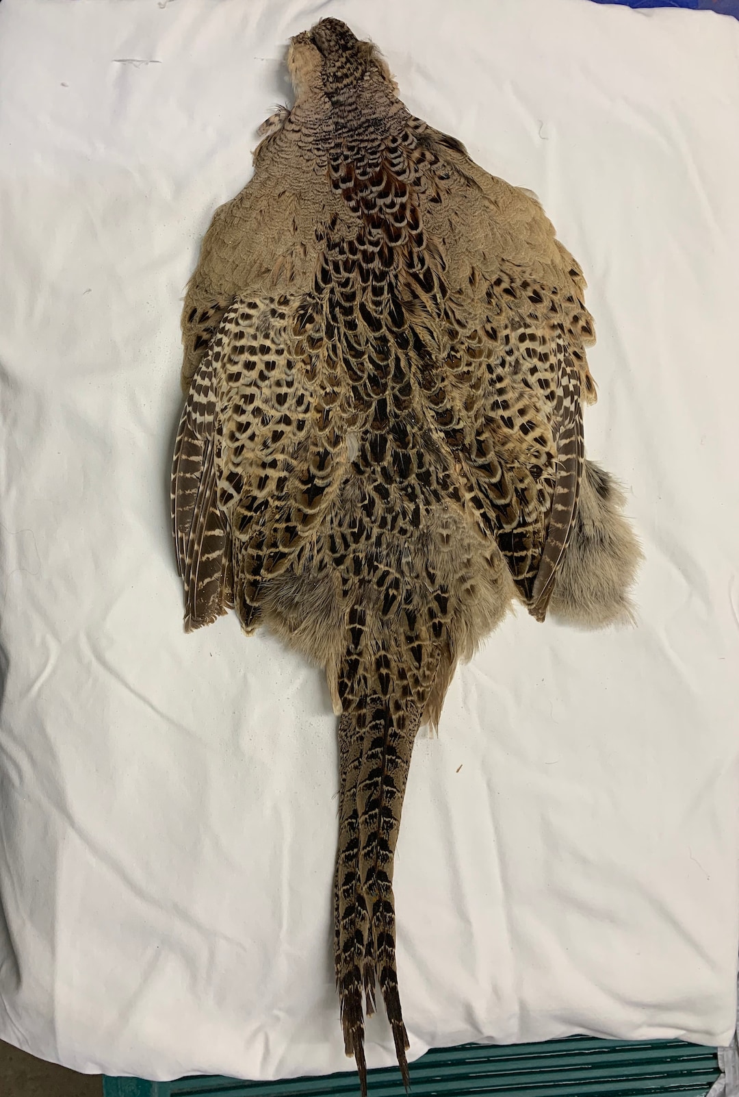 Ringneck Hen Pheasant Skin #1 Select W/ Tail & Wings RN3 - Etsy