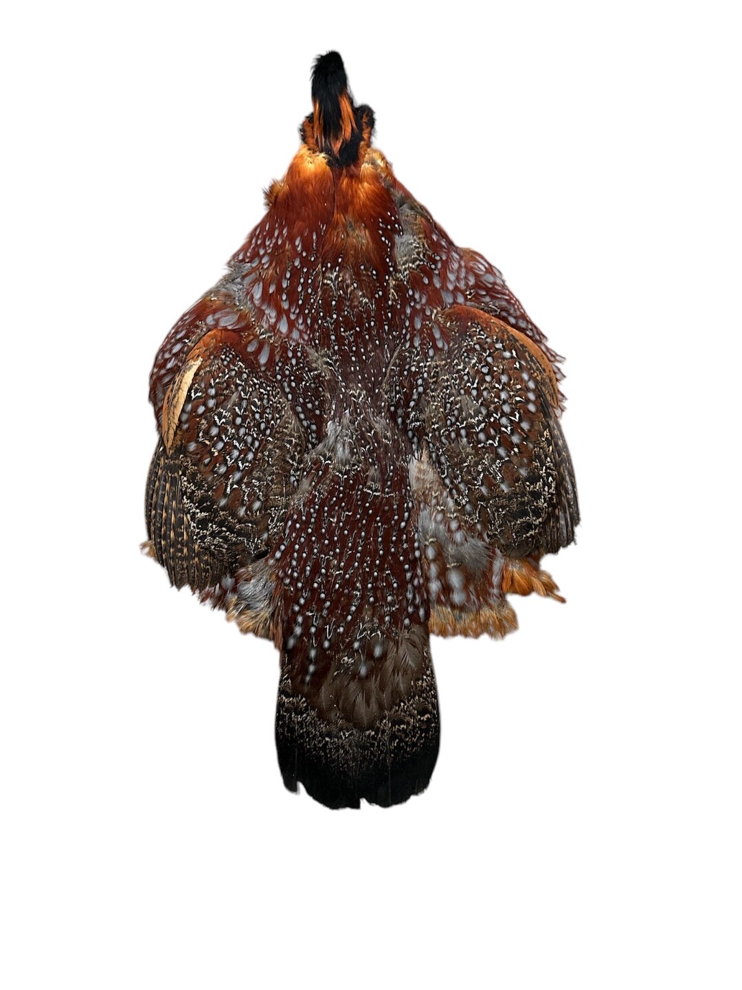 Temminck Tragopan Pheasant Skin (RARE) (TTP-5) - Etsy