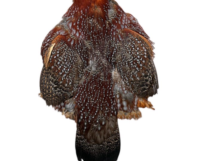 Temminck Tragopan Pheasant Skin (RARE) (TTP-5) - Etsy
