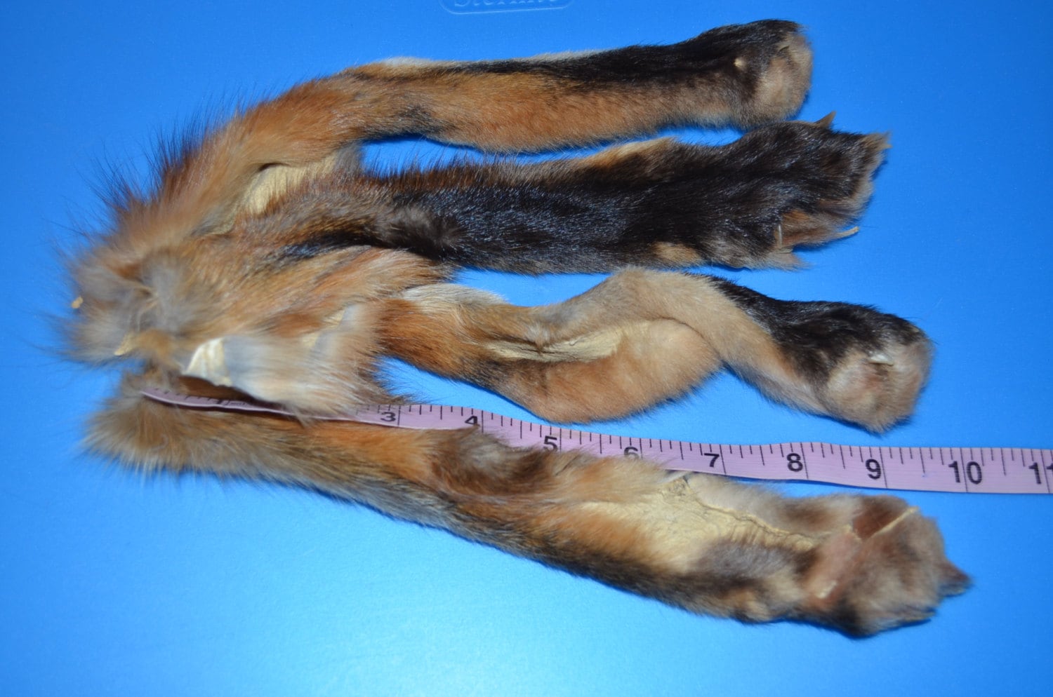 Set of 4 Red Fox Paws With Legskins Tanned 7-10 598 - Etsy