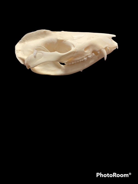 RARE Opossum Skull Real Authentic Select 1 - Etsy
