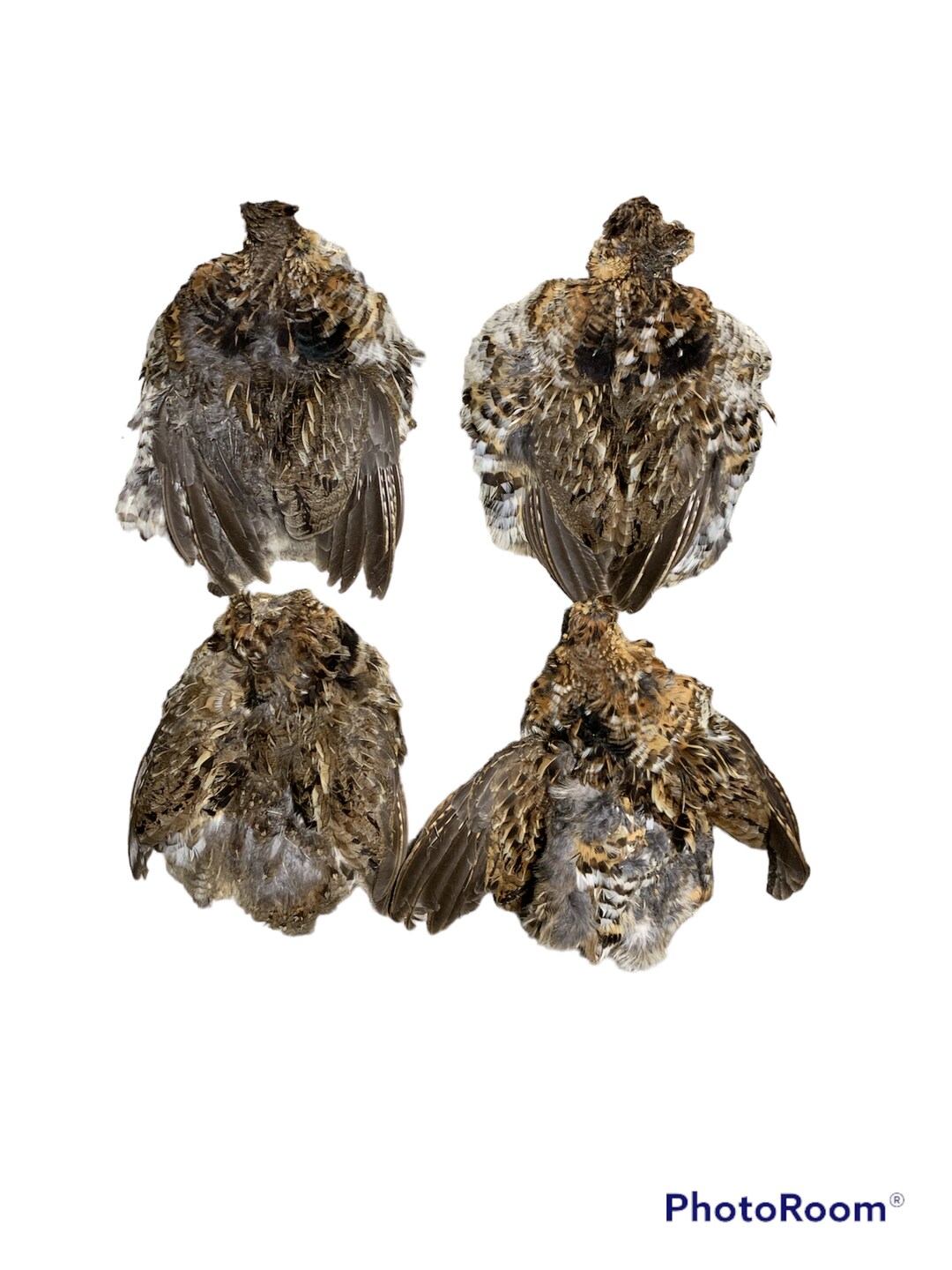 Ruff Grouse Skins With Wings No Tails (pack of 4) (ruffg-4 Pack) - Etsy