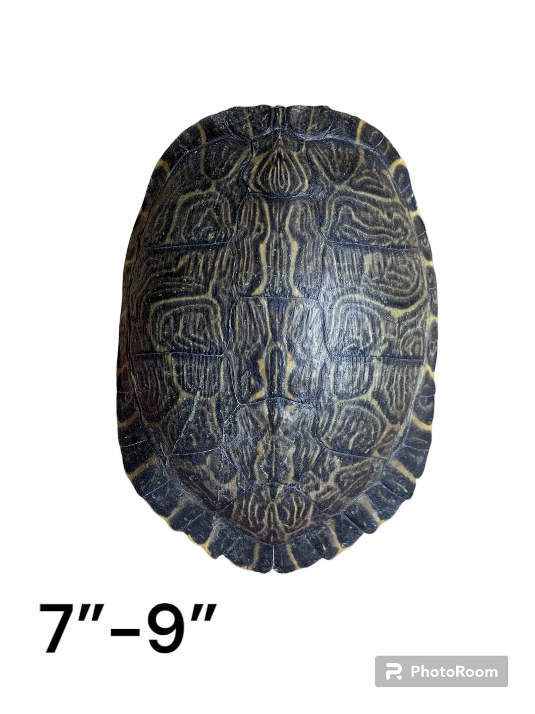Natural River Cooter Turtle Shells (choose Your Size) - Etsy