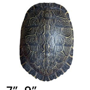 Natural River Cooter Turtle Shells (choose Your Size) - Etsy