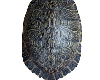 Small Natural Red Eared Slider Turtle Shells 4 5 1/2 Inch CHOOSE Your ...