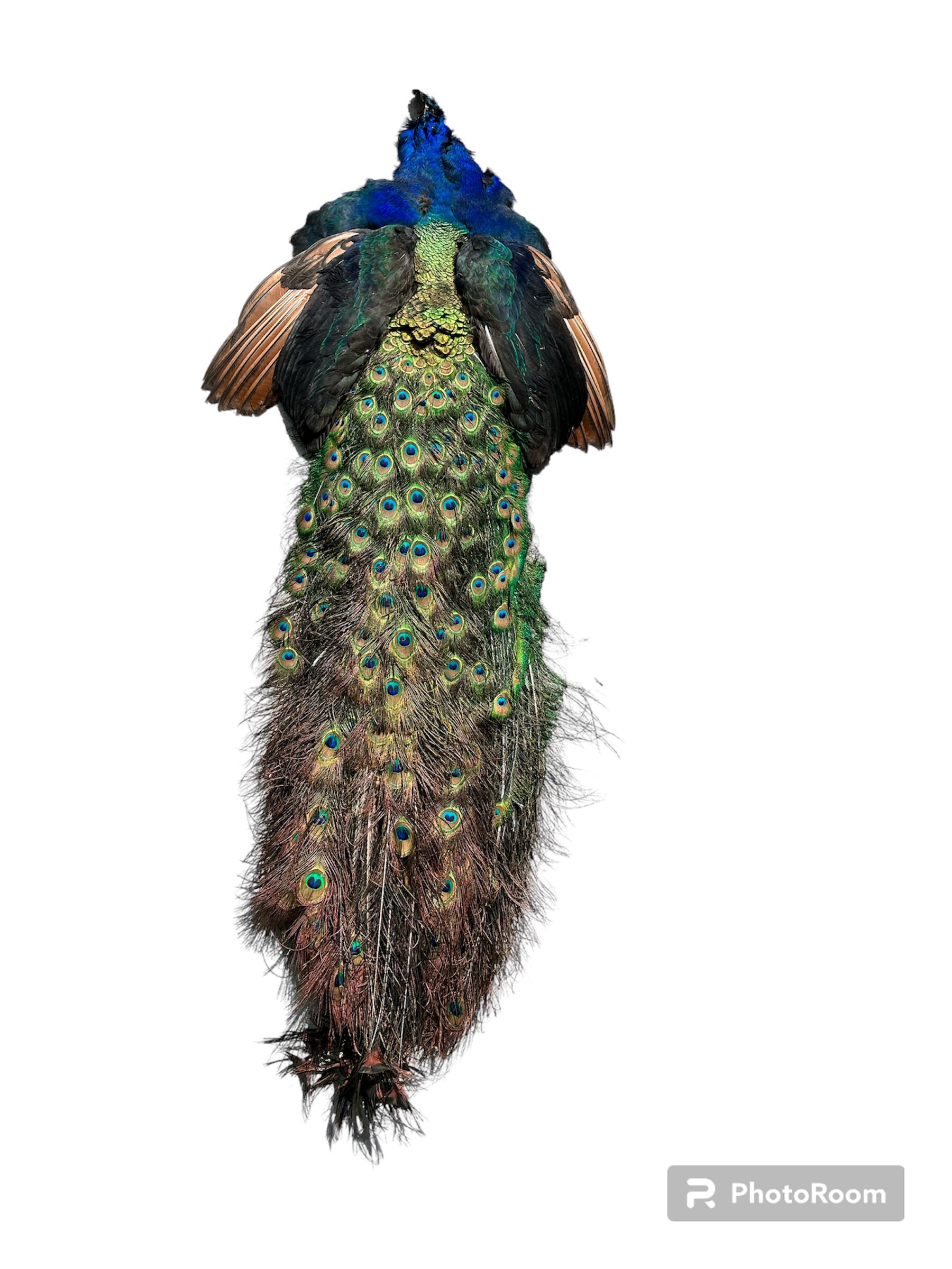 Melanistic Peacock