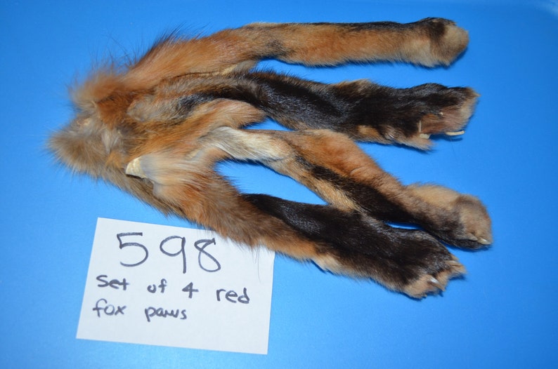 Set of 4 Red Fox Paws with Legskins tanned 7-10 598 | Etsy