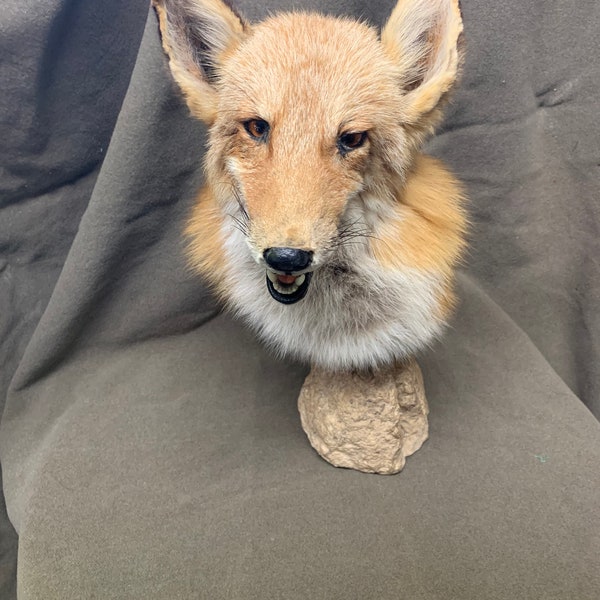 Shoulder Mount - Etsy