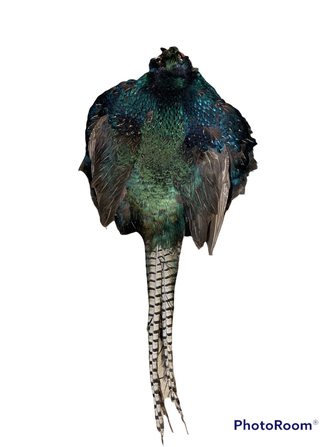 Melanistic Mutant Ringneck Pheasant Skin (MPH-65) - Etsy