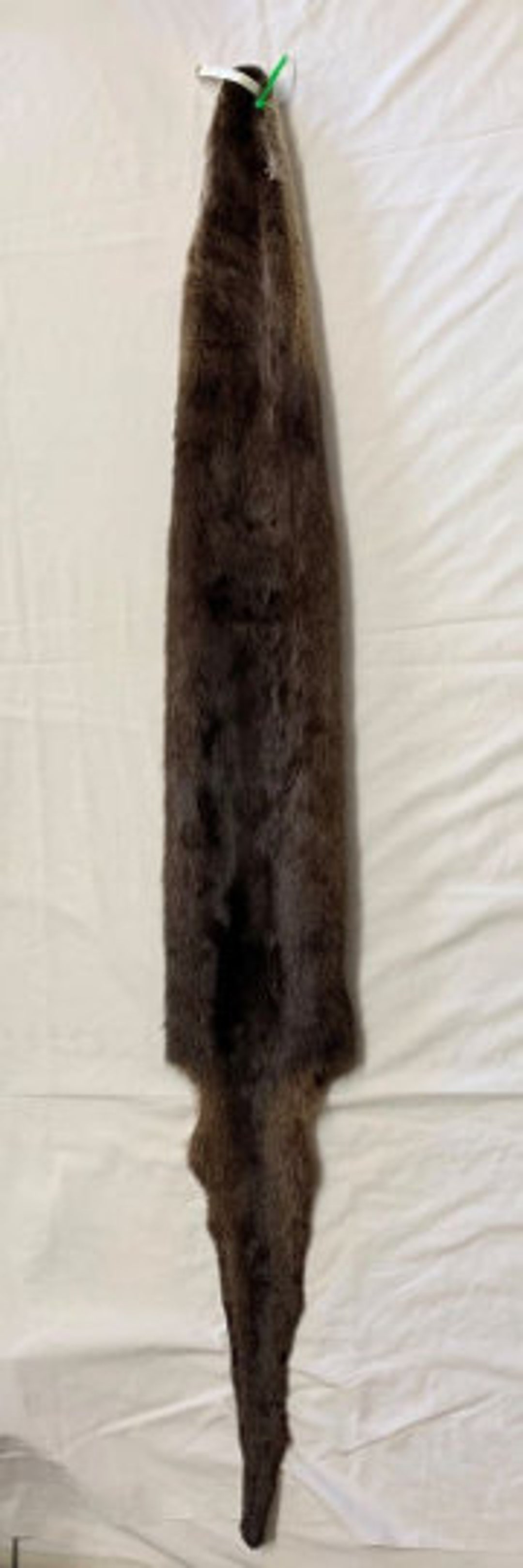 River Otter Pelts Tanned #1 (choose Your Size) - Etsy