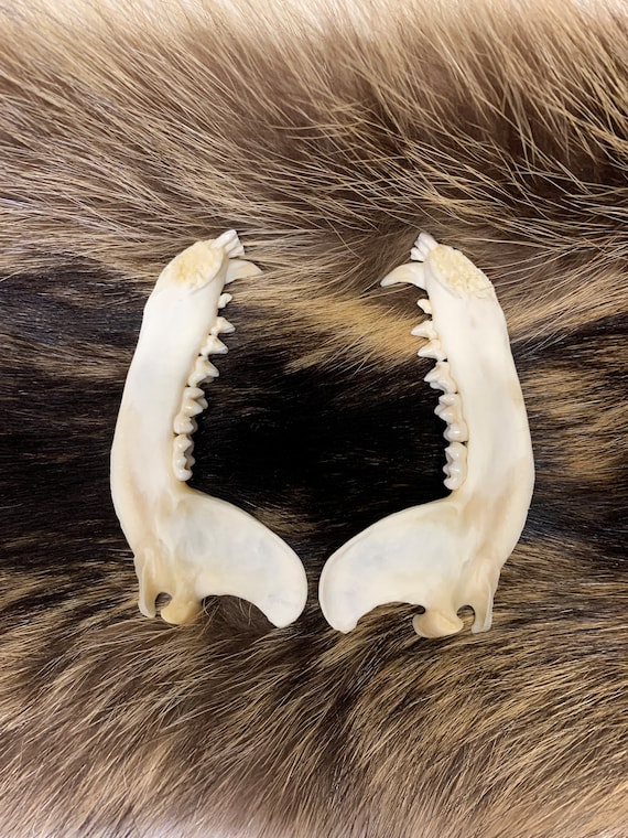 Raccoon Jaws Matched Pairs - Etsy
