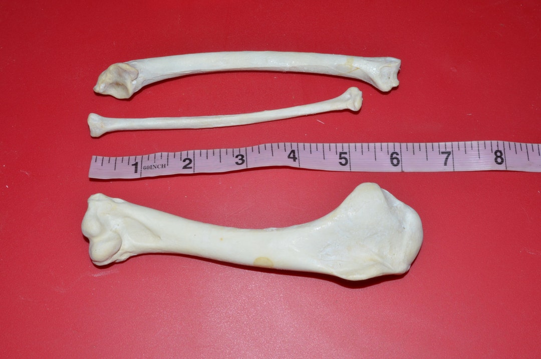 Turkey Wing Bones Includes HUMERUS, ULNA, RADIUS Wing Bone Bird Call ...