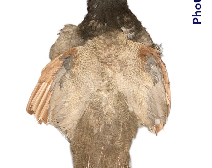 Young Cameo Male Peacock Skin (CAMPE-12) - Etsy