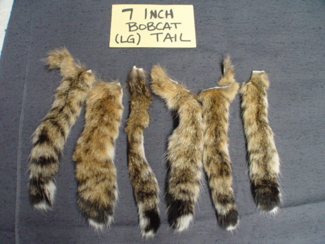 Genuine Bobcat Tail Keychain CHOOSE SIZE - Etsy