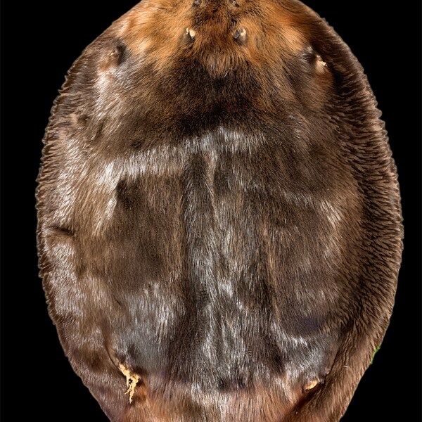 Beaver Pelt - Etsy