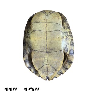 Natural River Cooter Turtle Shells (choose Your Size) - Etsy