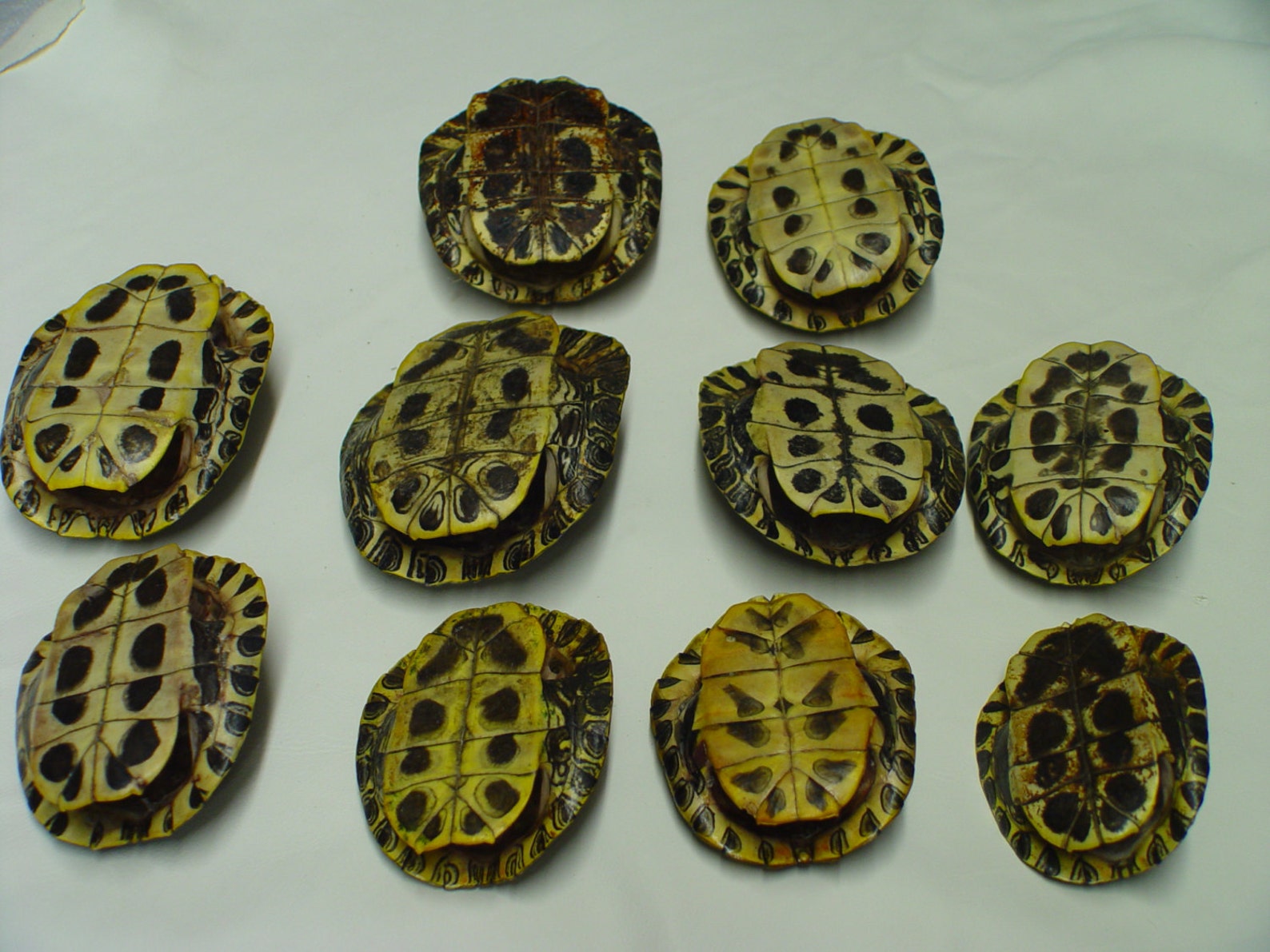 Small Natural Red Eared Slider Turtle Shells 4 5 1/2 Inch - Etsy