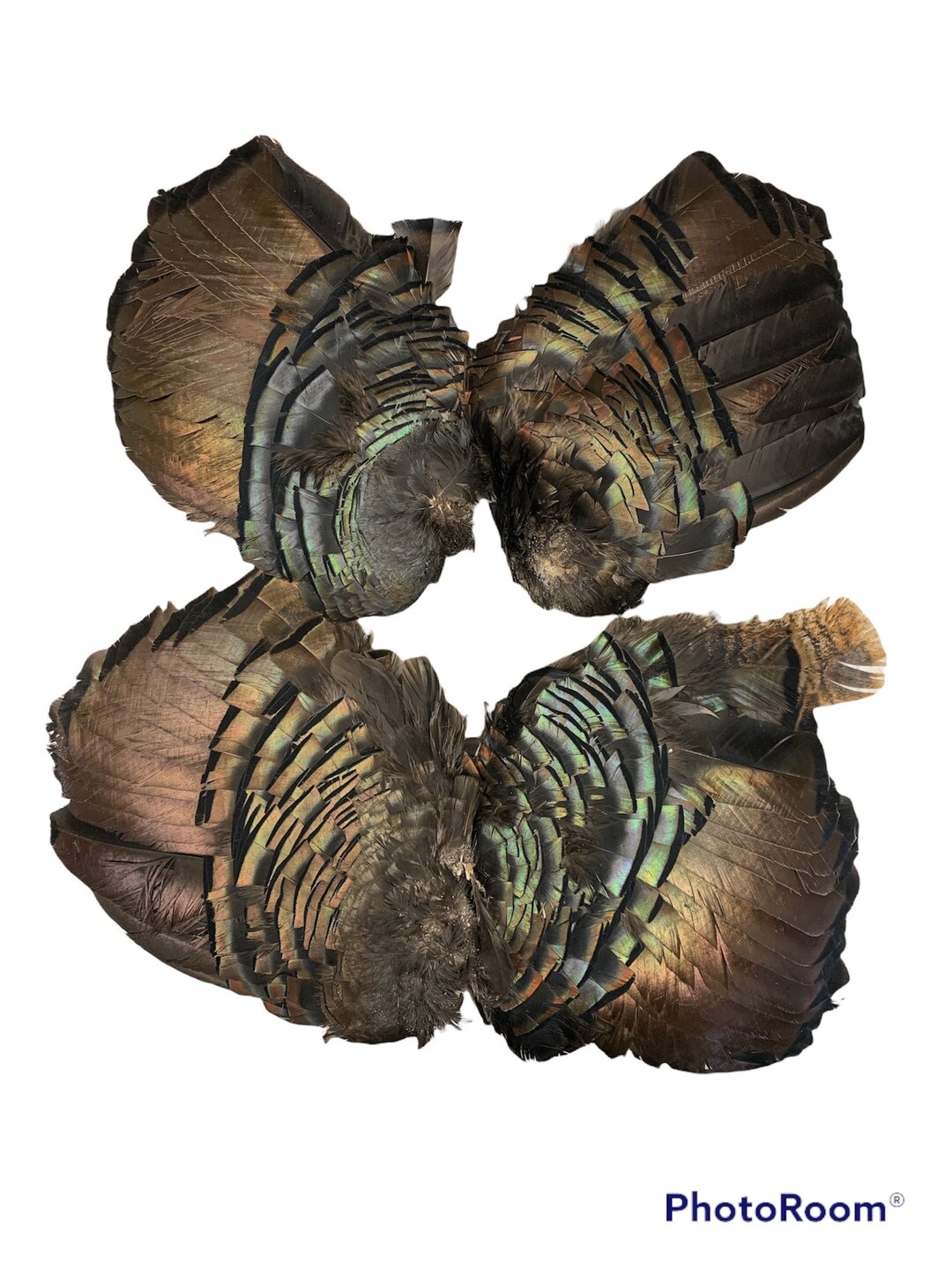 Greater & Lesser Secondary Covert Iridescent Turkey Wing Sections (5 ...