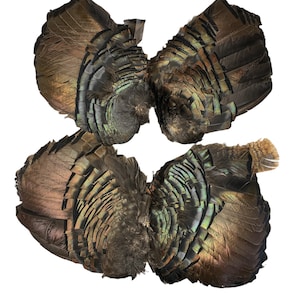 Greater & Lesser Secondary Covert Iridescent Turkey Wing Sections (5 ...