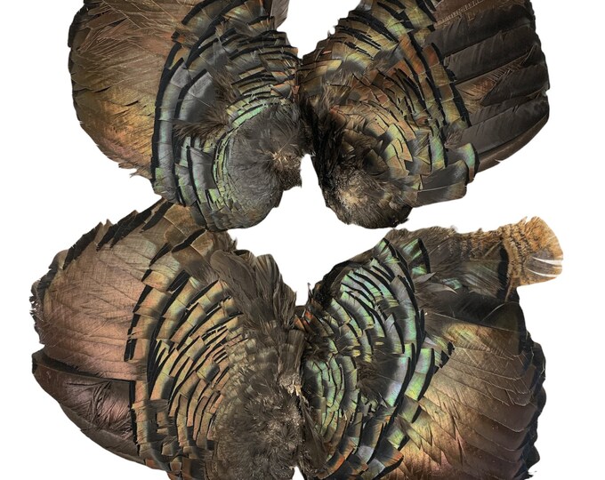Greater & Lesser Secondary Covert Iridescent Turkey Wing Sections 5 ...