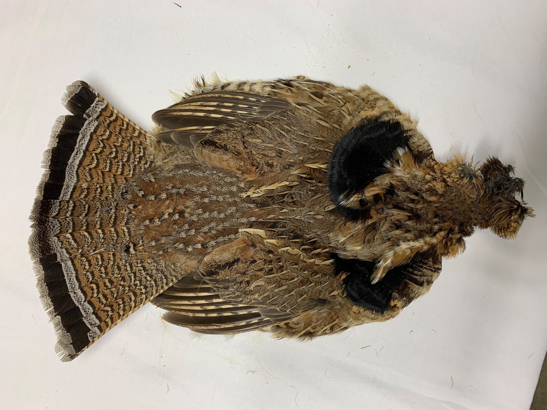 Ruff Grouse Skin for Fly Tying Red Phase Select #1 RG4 - Etsy