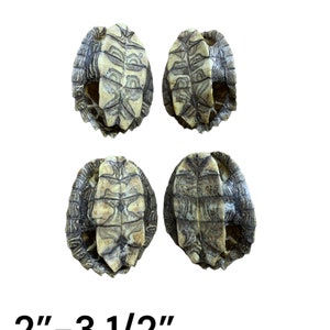 Baby Map Turtle Shells 2 3.5 Inch Sizes Available TU9 - Etsy