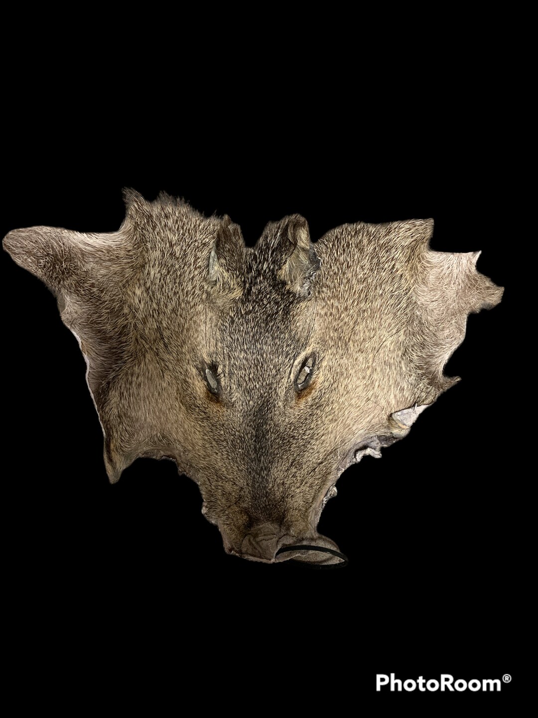 Peccary (javelina) Face (PCF-1) - Etsy