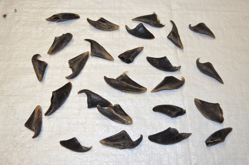 Deer Toes 2-3 Jewelry Native American Crafts Rattles - Etsy