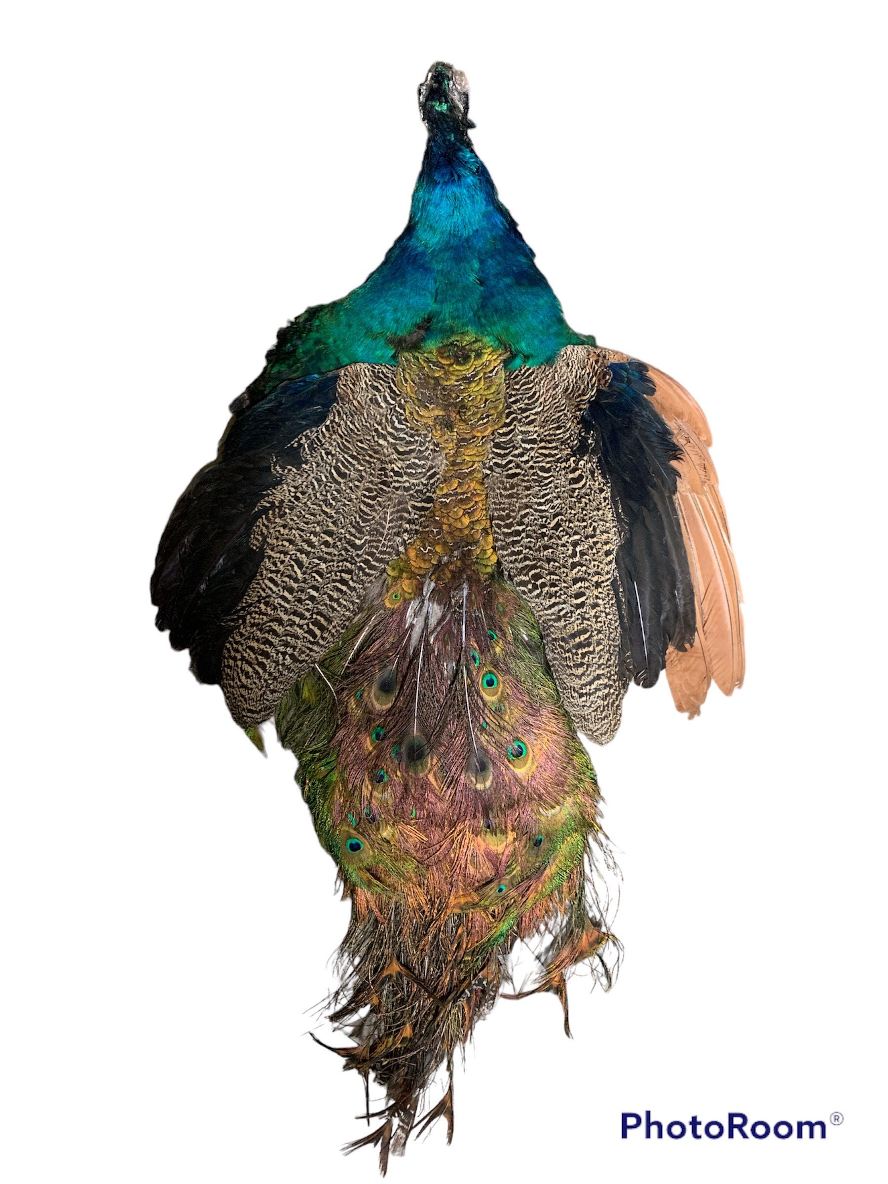 Melanistic Peacock
