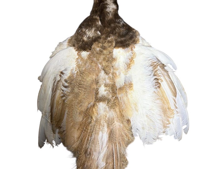 Cameo Variant Peacock Skin (peacock-87) - Etsy