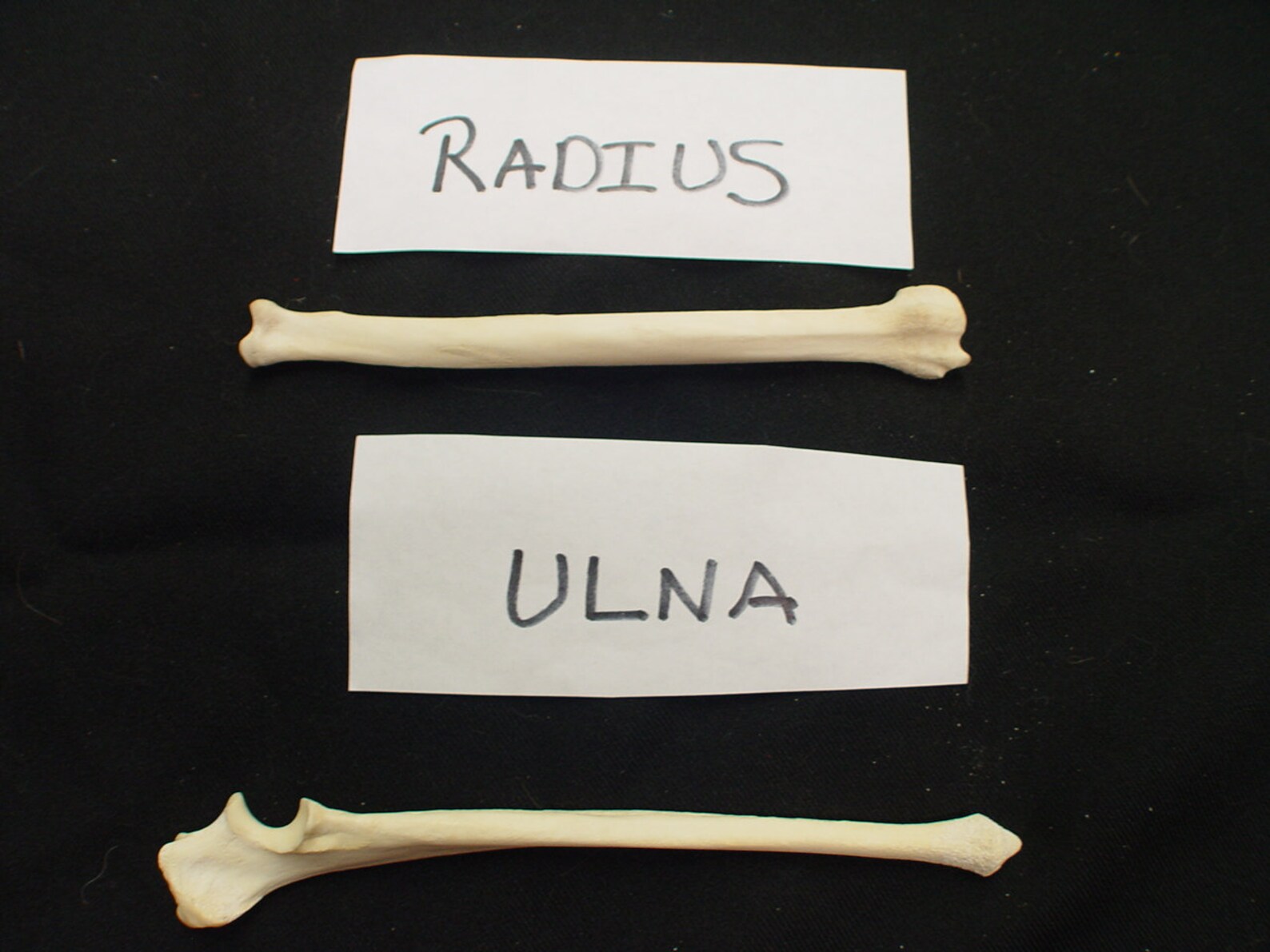 2 Coyote Leg Bone 1 Ulna and 1 Radius BN-701 | Etsy