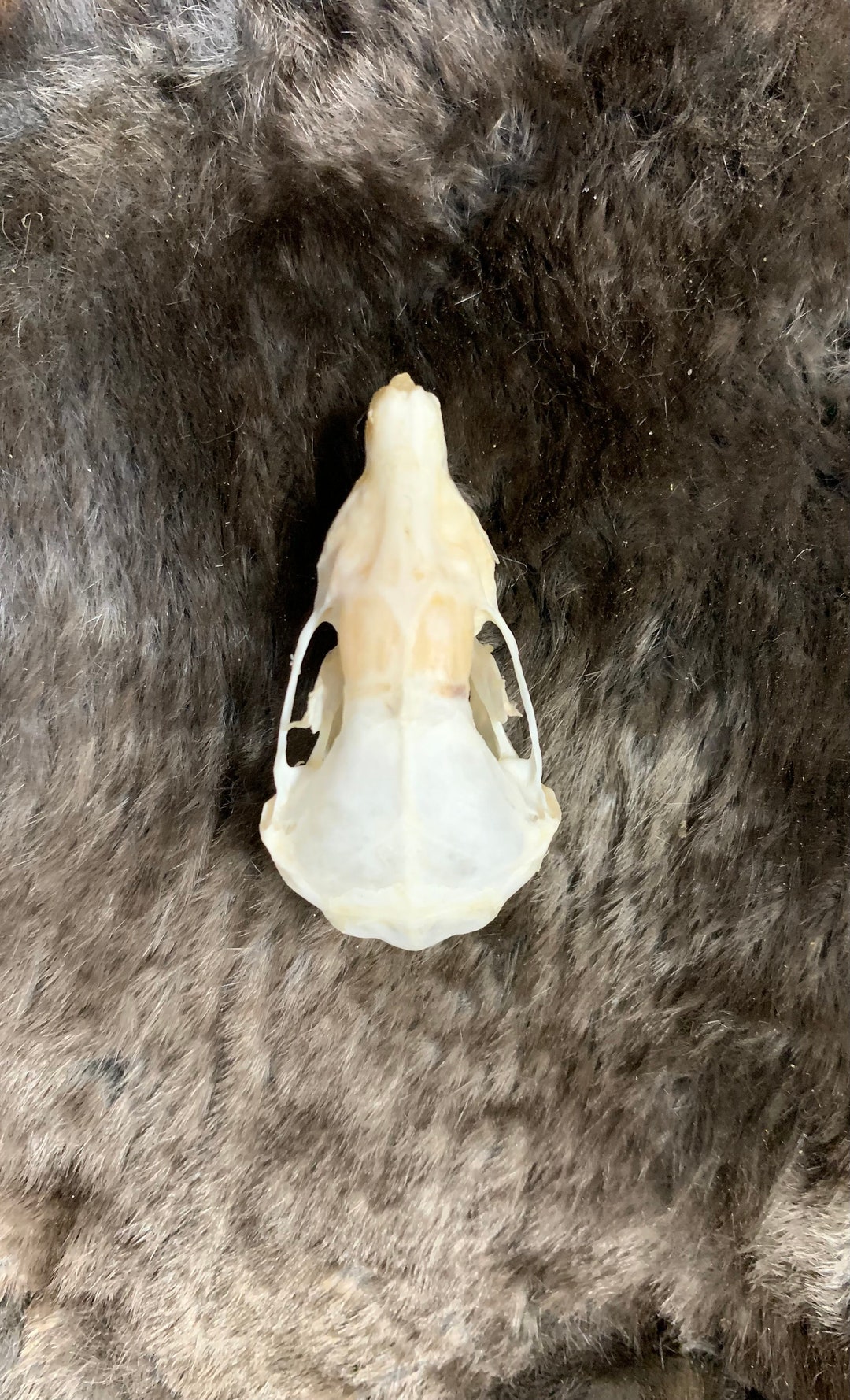 Mole Skull Authentic Select 1 - Etsy