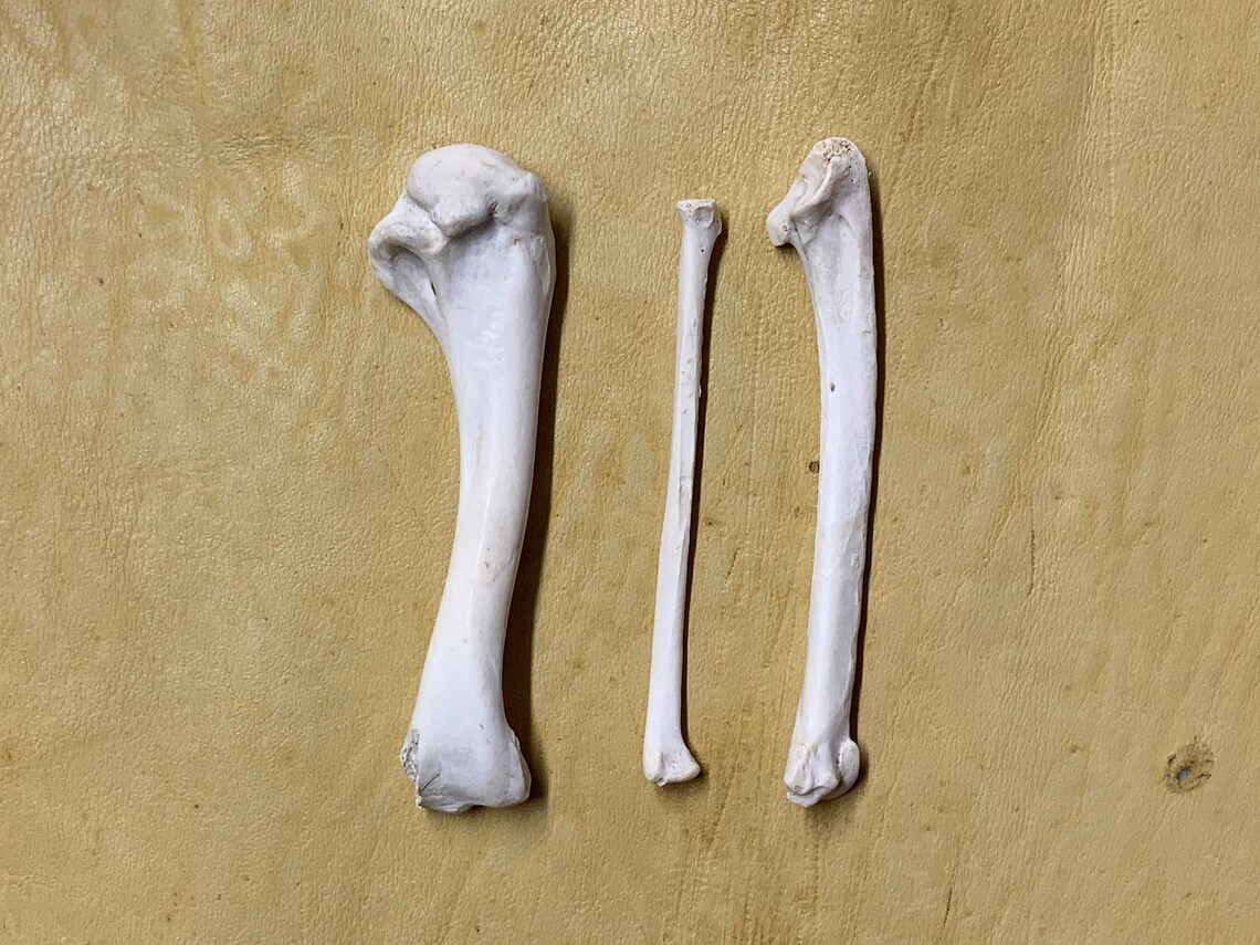 Hen Turkey Wing Bone Set 995 | Etsy