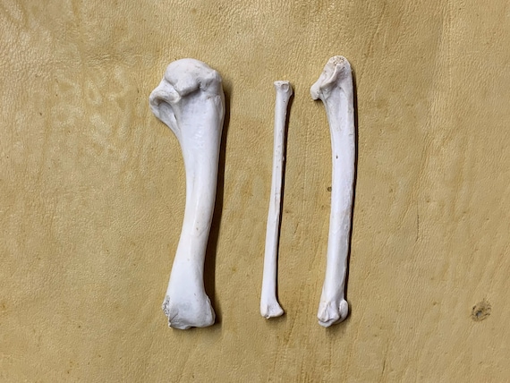 Hen Turkey Wing Bone Set 995 | Etsy