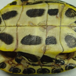Small Natural Red Eared Slider Turtle Shells 4 - 5 1/2 Inch CHOOSE Your ...