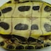 Small Natural Red Eared Slider Turtle Shells 4 - 5 1/2 Inch CHOOSE Your ...