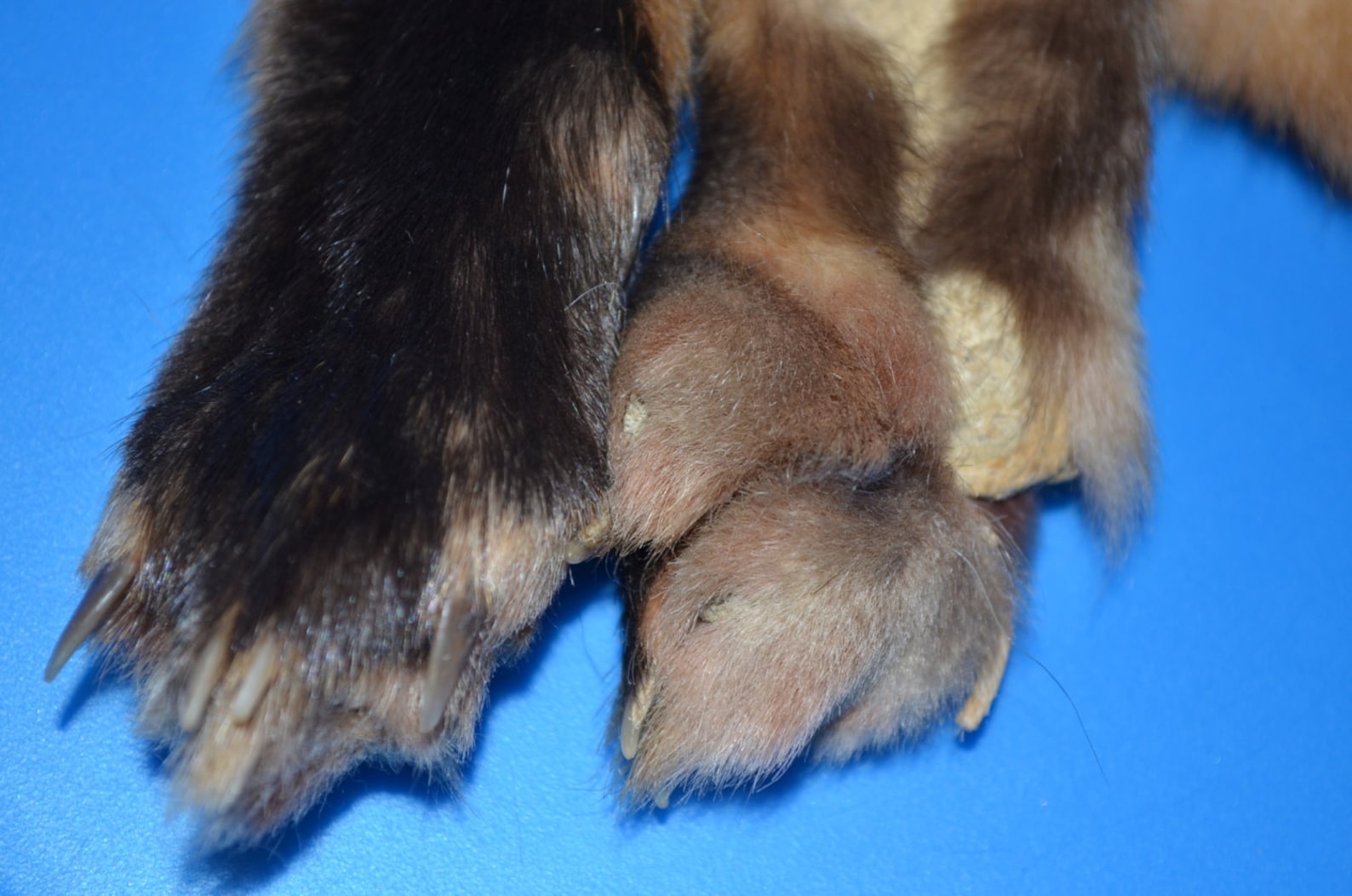Set of 4 Red Fox Paws with Legskins tanned 7-10 598 | Etsy