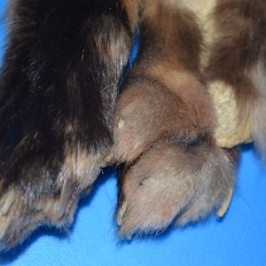 Set of 4 Red Fox Paws With Legskins Tanned 7-10 598 - Etsy