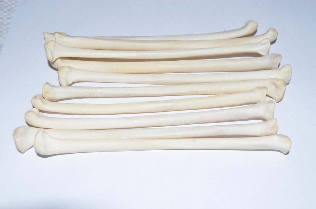 X10 Turkey radius Wing Bones About 5 1/2 508 - Etsy