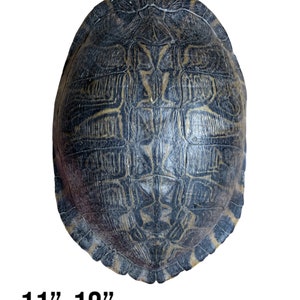 Natural River Cooter Turtle Shells (choose Your Size) - Etsy